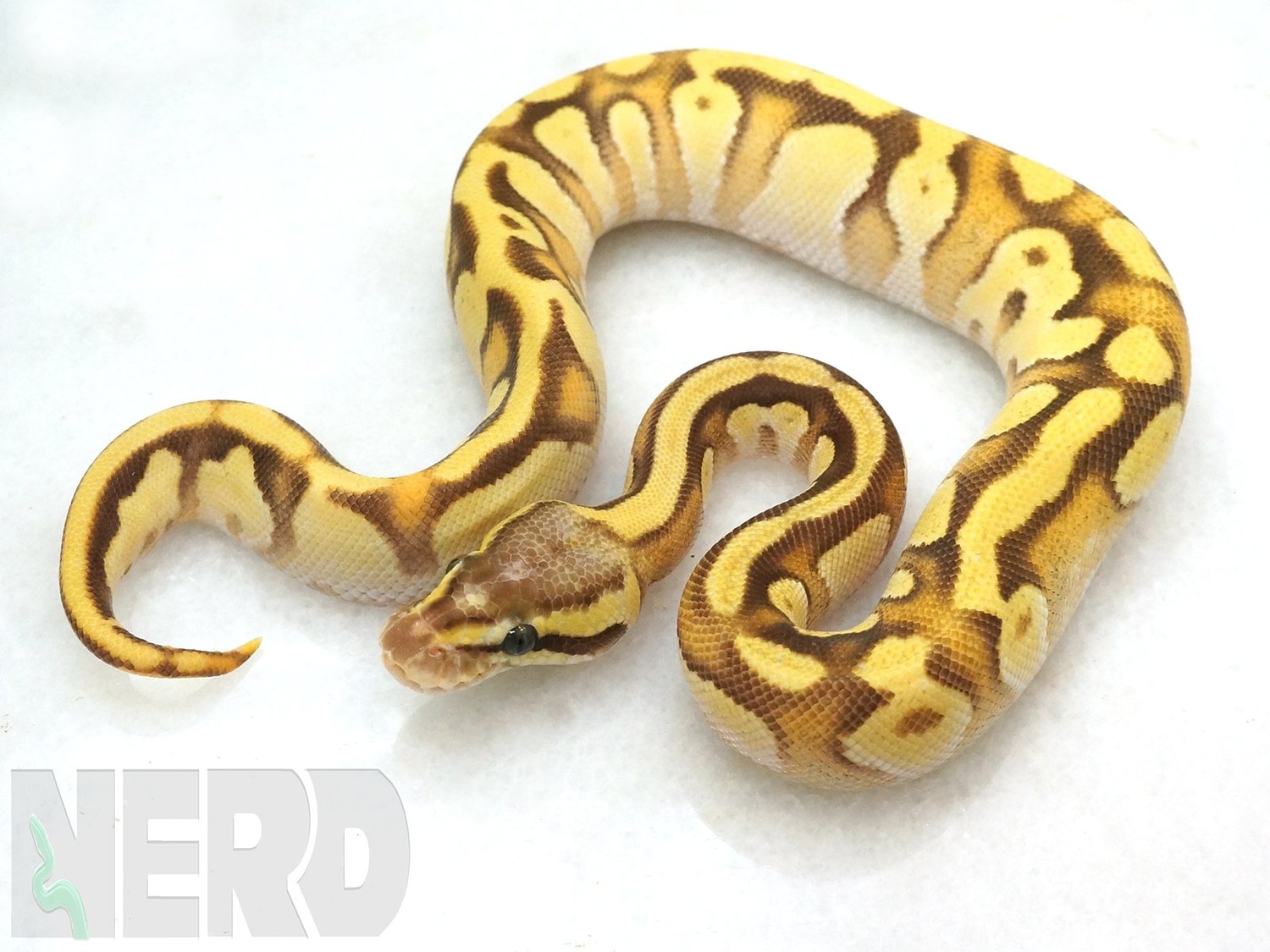 Pastel Enchi Yellowbelly Orange Dream Odium Ball Python by New England ...