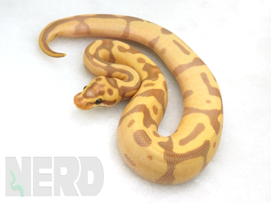 Coral Glow Leopard Enchi Fader Plus Ball Python by New England Reptile ...