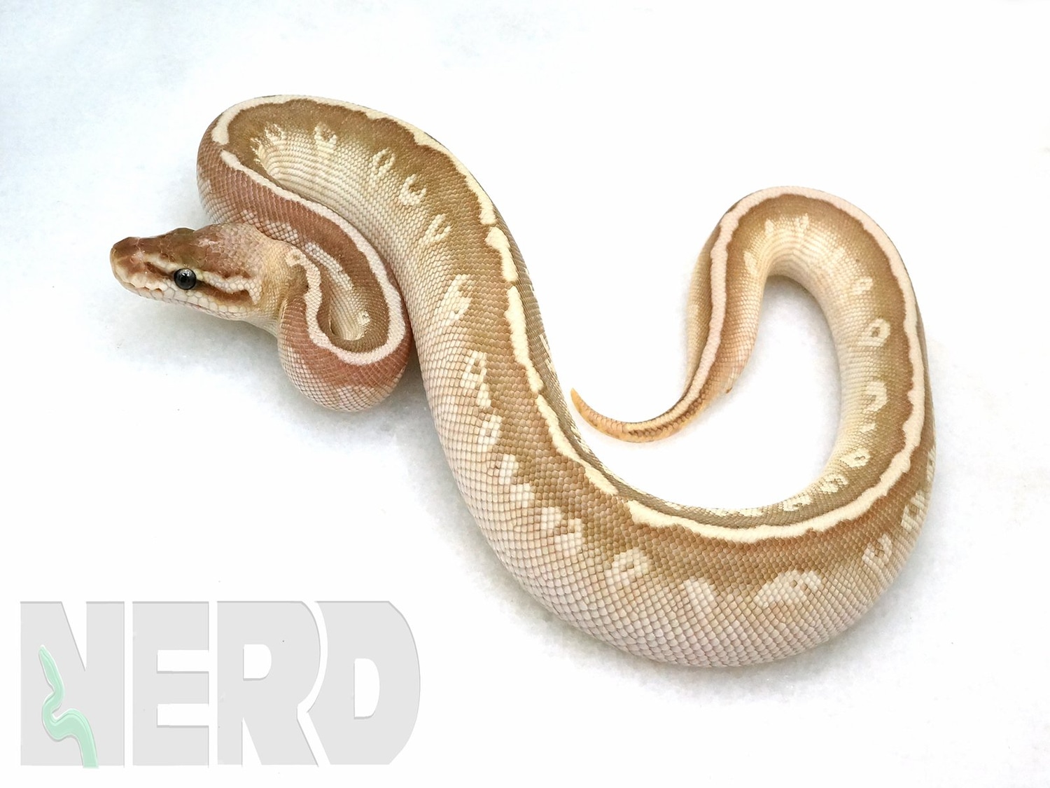 Soul Sucker Fader Plus Ball Python by New England Reptile Distributors ...