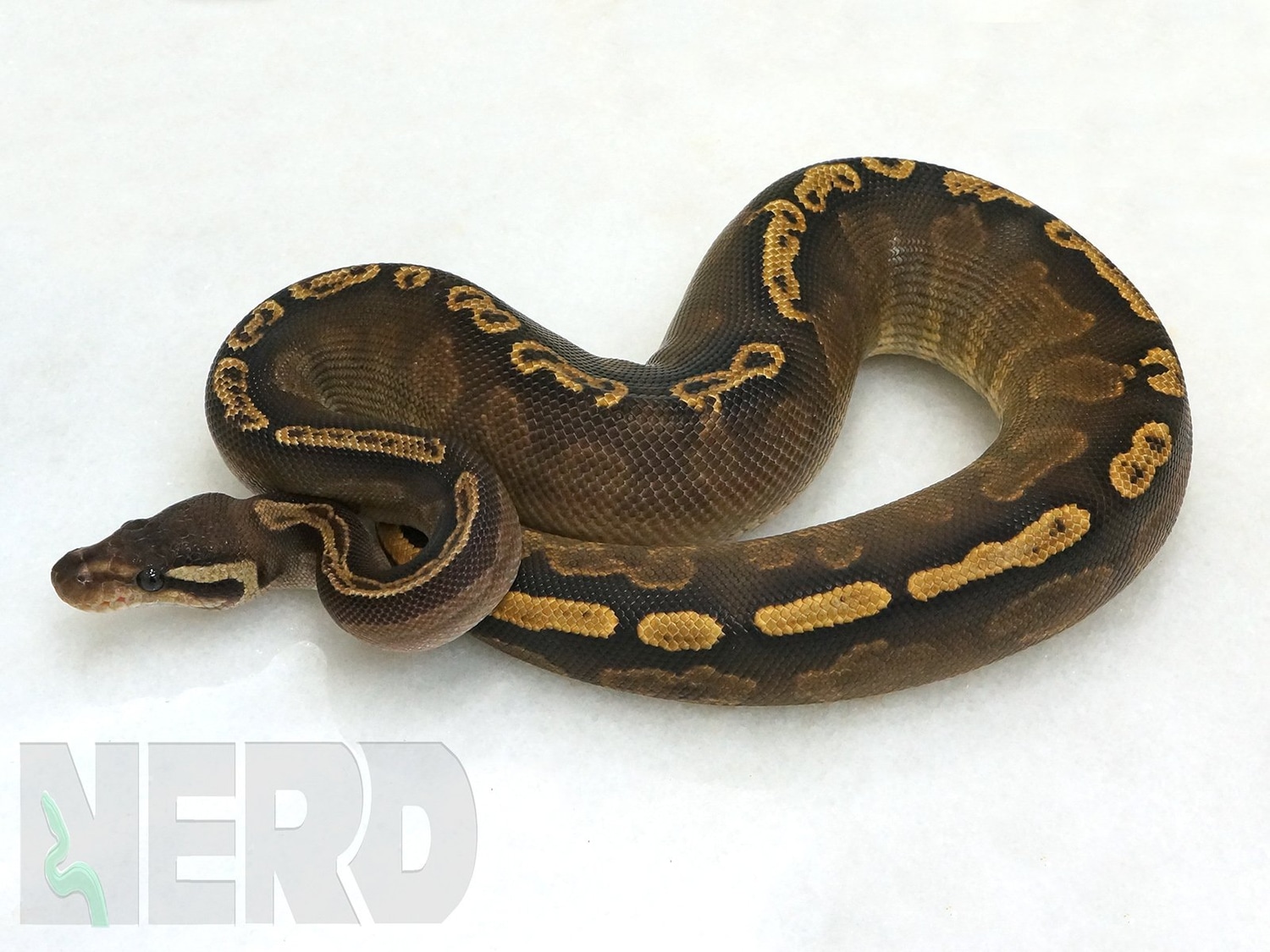 GHI Mojave Fire Ball Python by New England Reptile Distributors ...