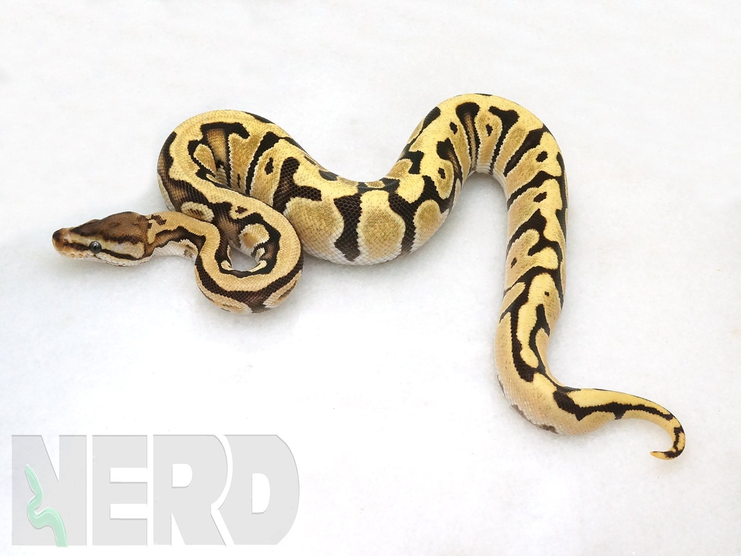 Hidden Gene Woma Granite Enchi Orange Dream Yellowbelly Ball Python by ...