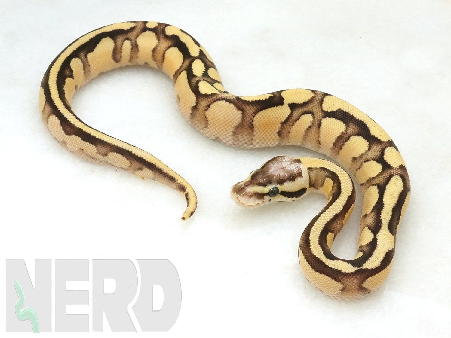 Pastel Lucifer Yellowbelly Fader Plus Ball Python by New England ...