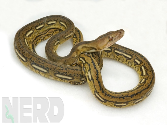 Tiger Granite Back Reticulated Python by NERD