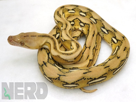 2019 Platinum Tiger Reticulated Python by NERD