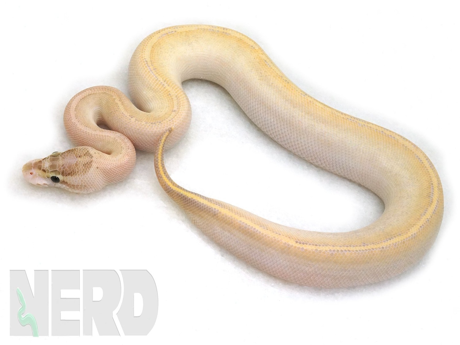 Gypsy Enchi Ivory Plus Ball Python by New England Reptile Distributors ...