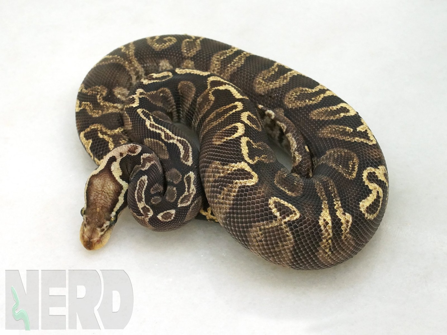 Pastel Super GHI Ball Python by New England Reptile Distributors ...