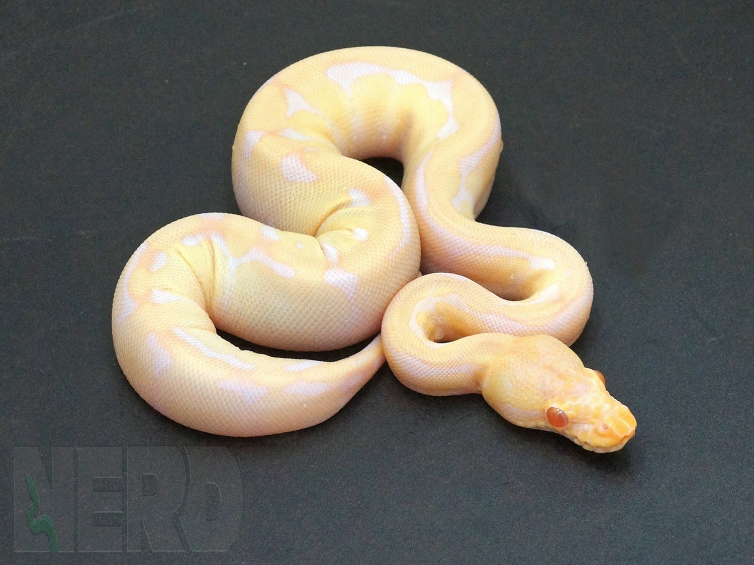 Toffino/Albino Enchi Ball Python by New England Reptile Distributors ...