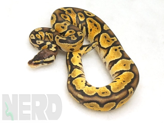 Pastel Coffee Fader Ball Python by New England Reptile Distributors