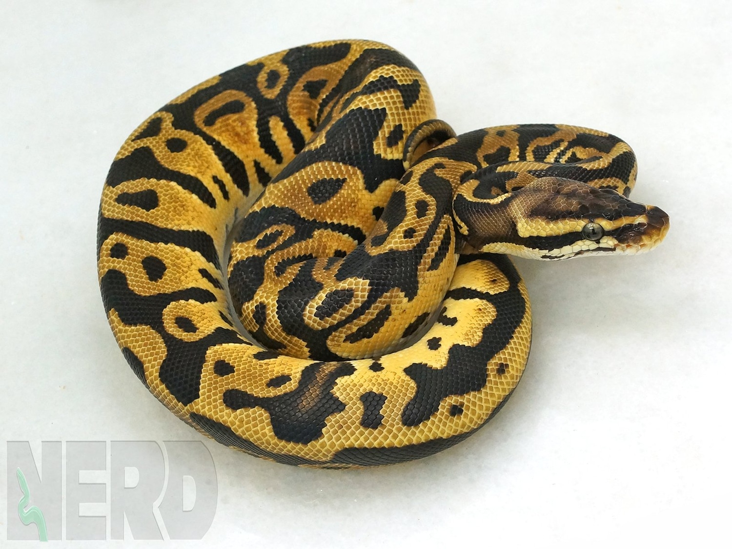 Lemon Pastel Enchi Leopard Fader Possible Het Piebald Ball Python by ...