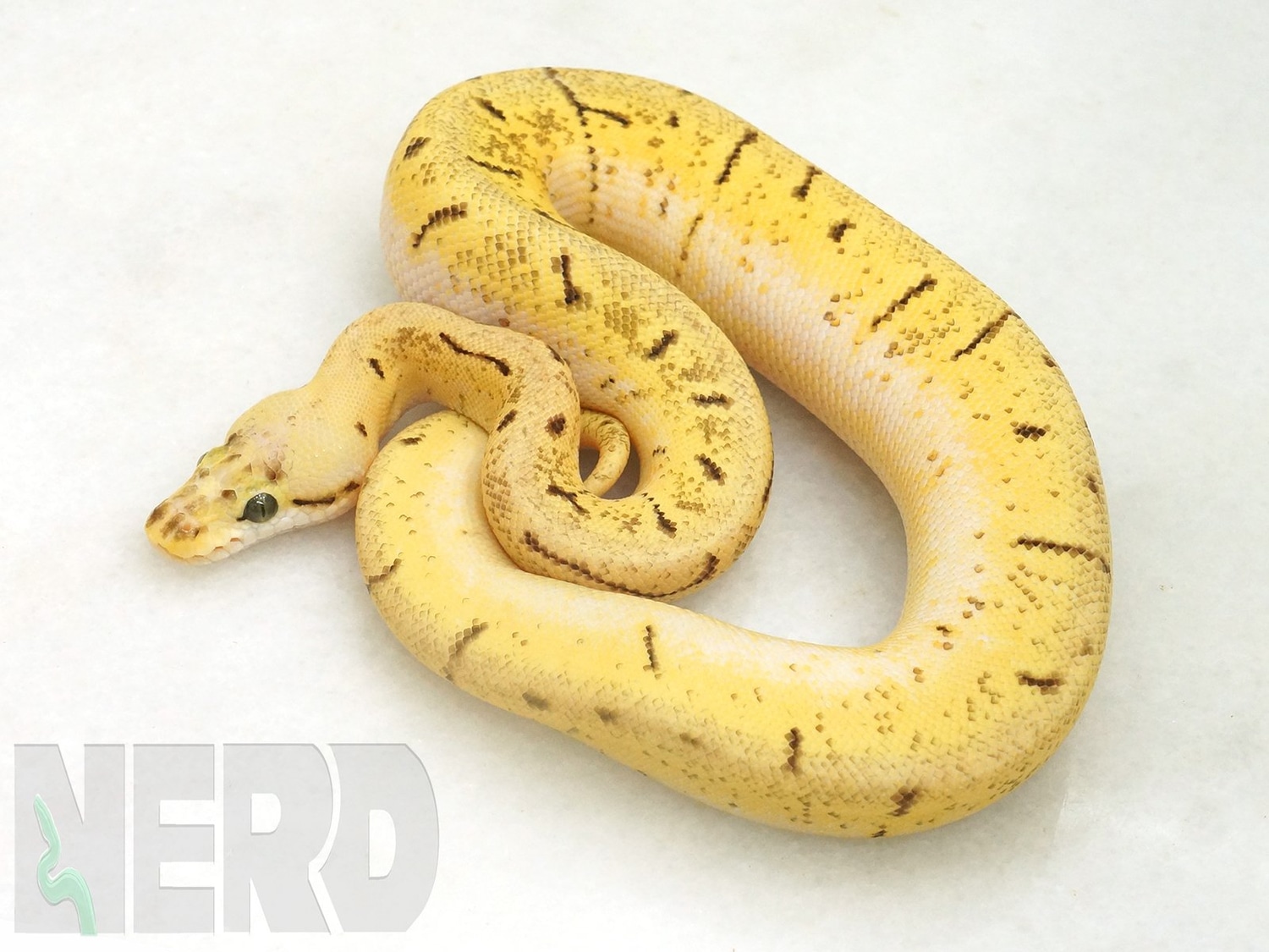 Enchi Spinnerblast Ball Python by New England Reptile Distributors ...