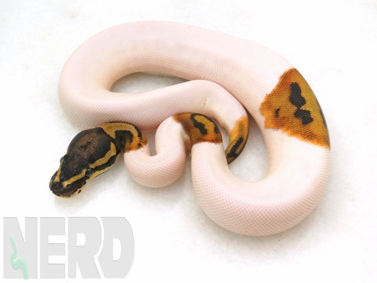 High White Piebald Ball Python by New England Reptile Distributors