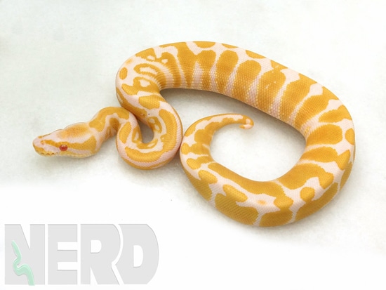 High Contrast Albino Ball Python by New England Reptile Distributors
