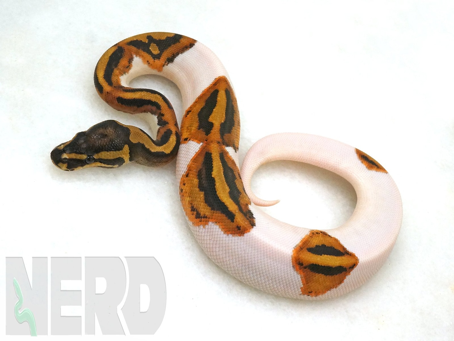 Medium White Piebald Ball Python by New England Reptile Distributors ...