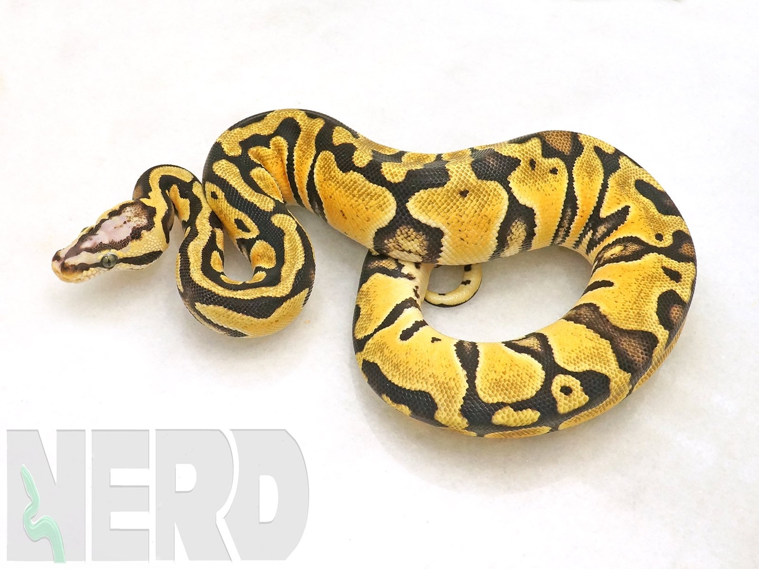 Pastel Microscale 66% Het Clown Ball Python by New England Reptile ...