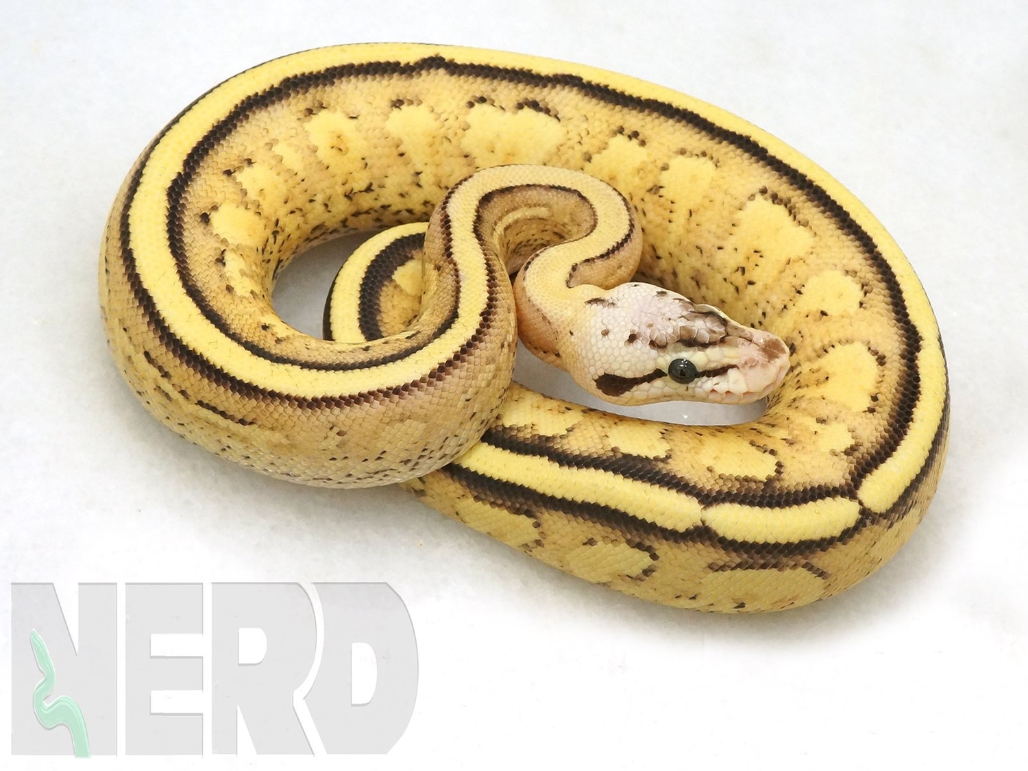 Pastel Enchi Super Stripe Plus Ball Python by New England Reptile ...