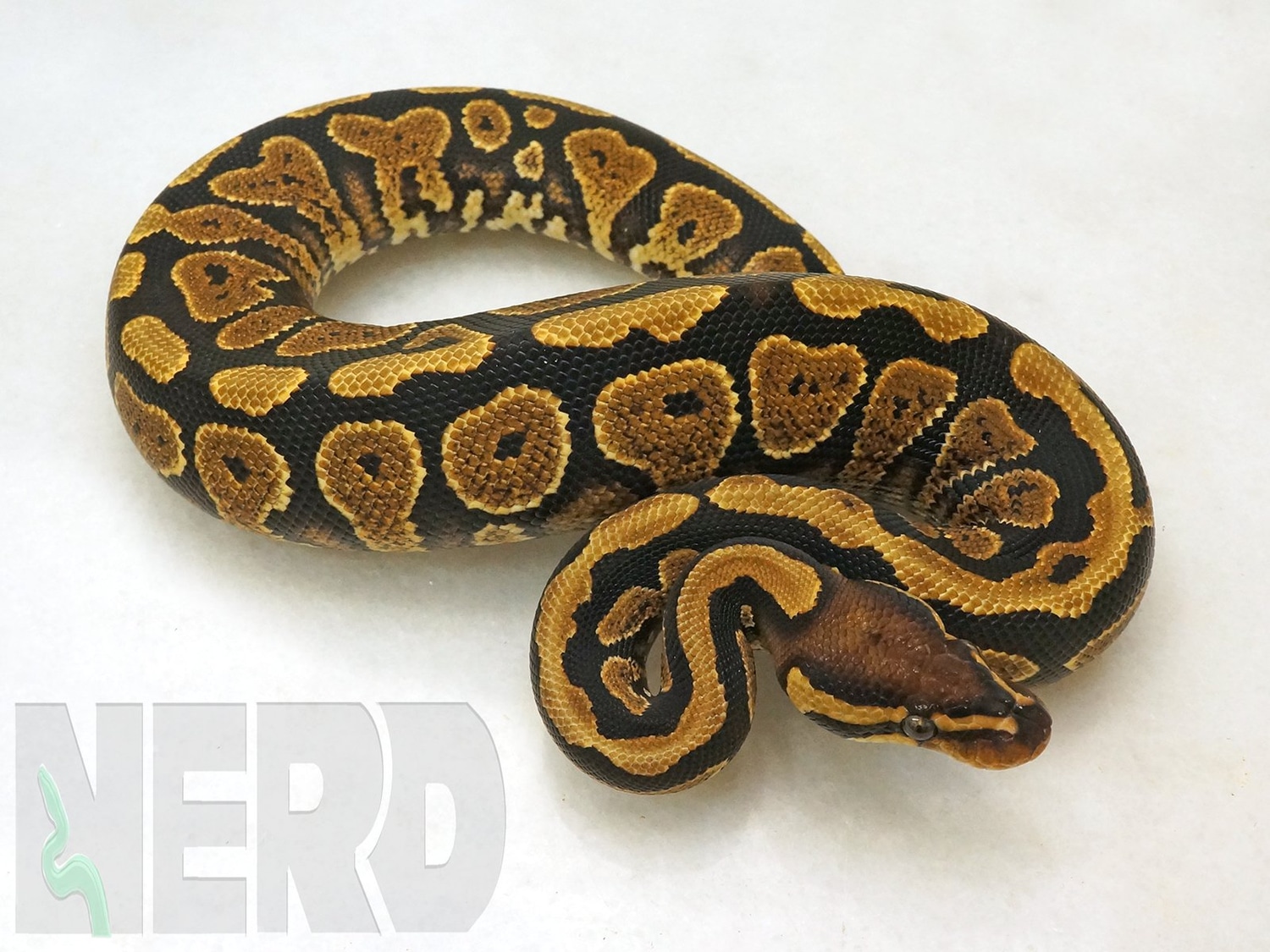 Bling Line Yellowbelly Fader Ball Python by New England Reptile ...