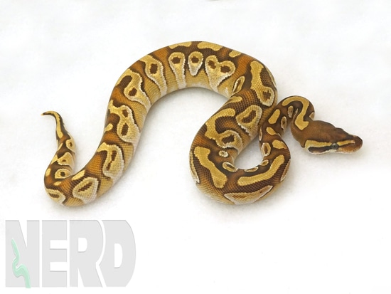 Mojave Enchi Yellowbelly Odium Ball Python by NERD