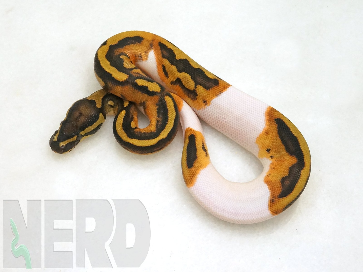 Low/Medium White Piebald Ball Python by New England Reptile ...