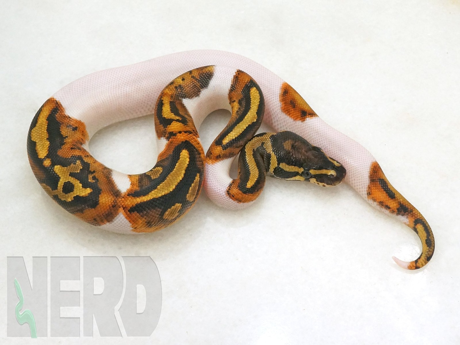 Medium White Piebald (Poss. Leopard) Ball Python by New England Reptile ...