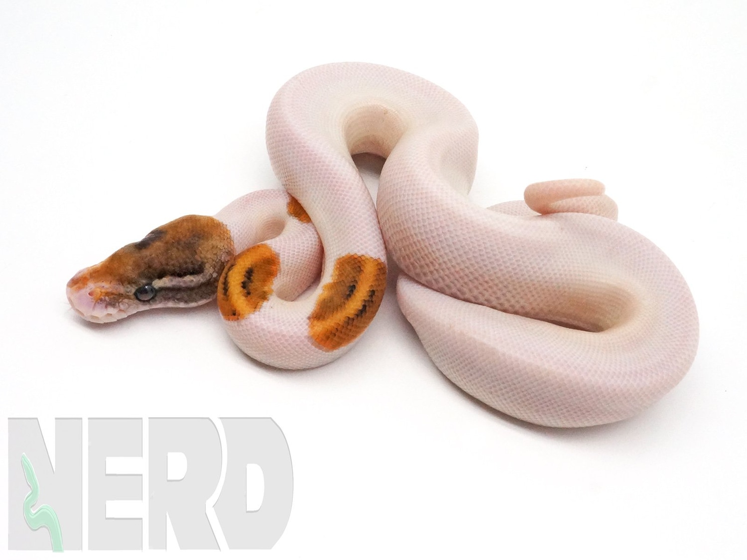 High White Pinto Piebald Ball Python by New England Reptile ...