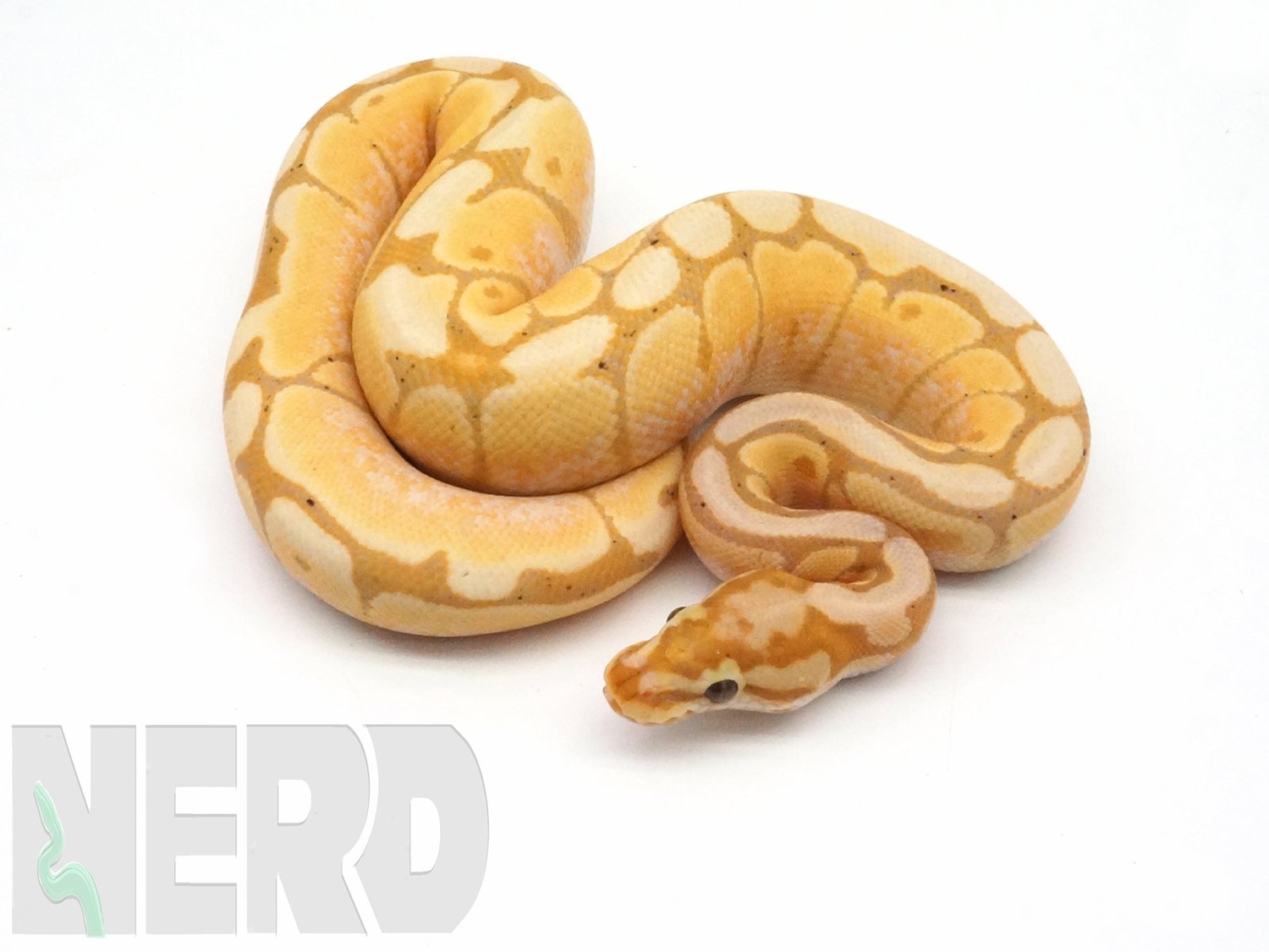 Coral Glow Spider 100% Het NERD Line Axanthic Ball Python by New ...