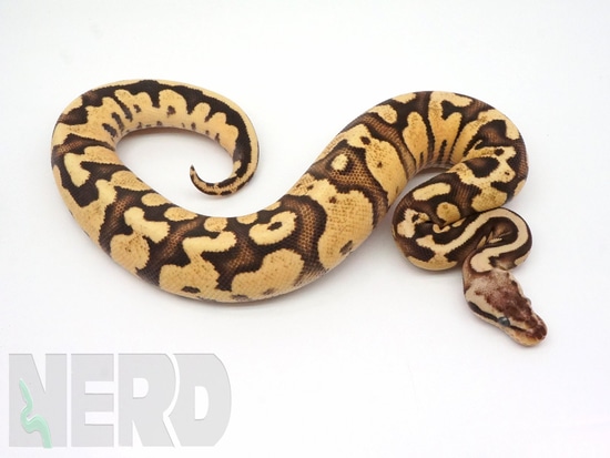 Pastel Lucifer Vanilla Fader Plus Ball Python by New England Reptile ...