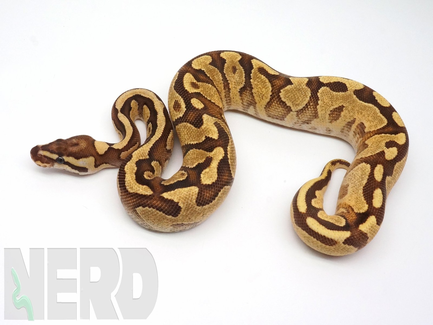 Enchi Fire Yellowbelly Orange Dream Possible Het Piebald Ball Python by ...