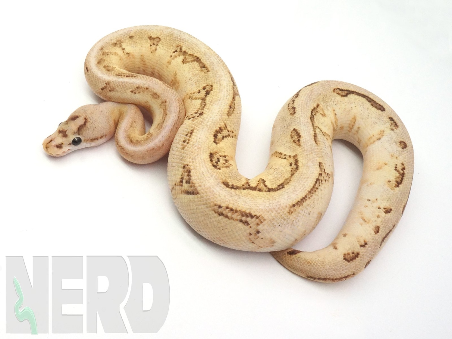 Spider Lucifer Super Stripe Plus Ball Python by New England Reptile ...