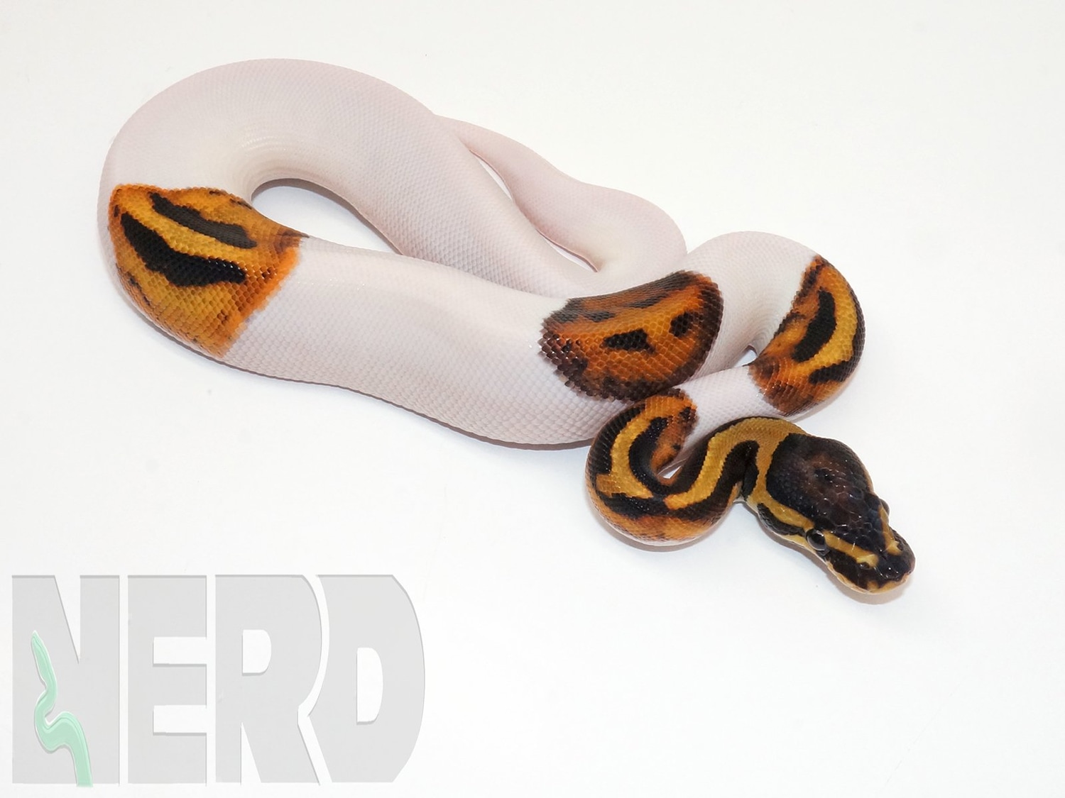 "Cookie Dough" The 2020 High White Piebald Leopard Ball Python by New ...