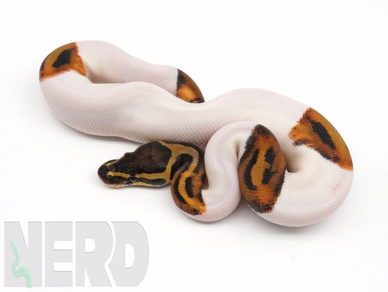 "The Fonz" 2020 Emoji High White Piebald Leopard Ball Python by NERD
