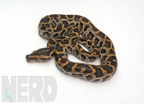 Burmese Python by NERD