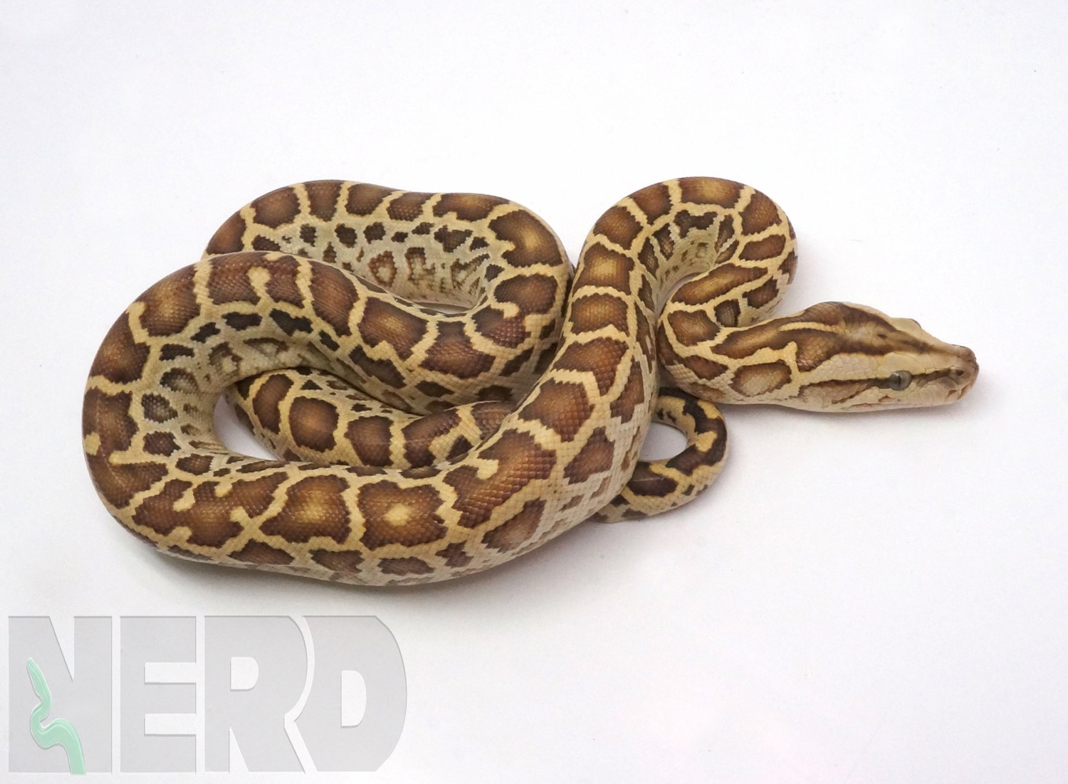 Hypo Burmese Python by New England Reptile Distributors - MorphMarket