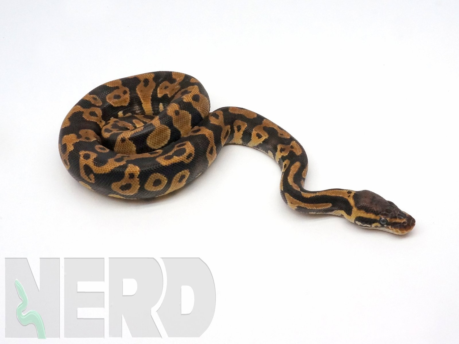 Pastel Confusion Ball Python by New England Reptile Distributors ...