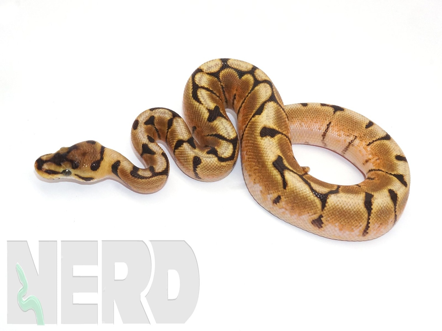 Early 2020 Enchi Spider Yellowbelly Or Asphalt Ball Python by New ...