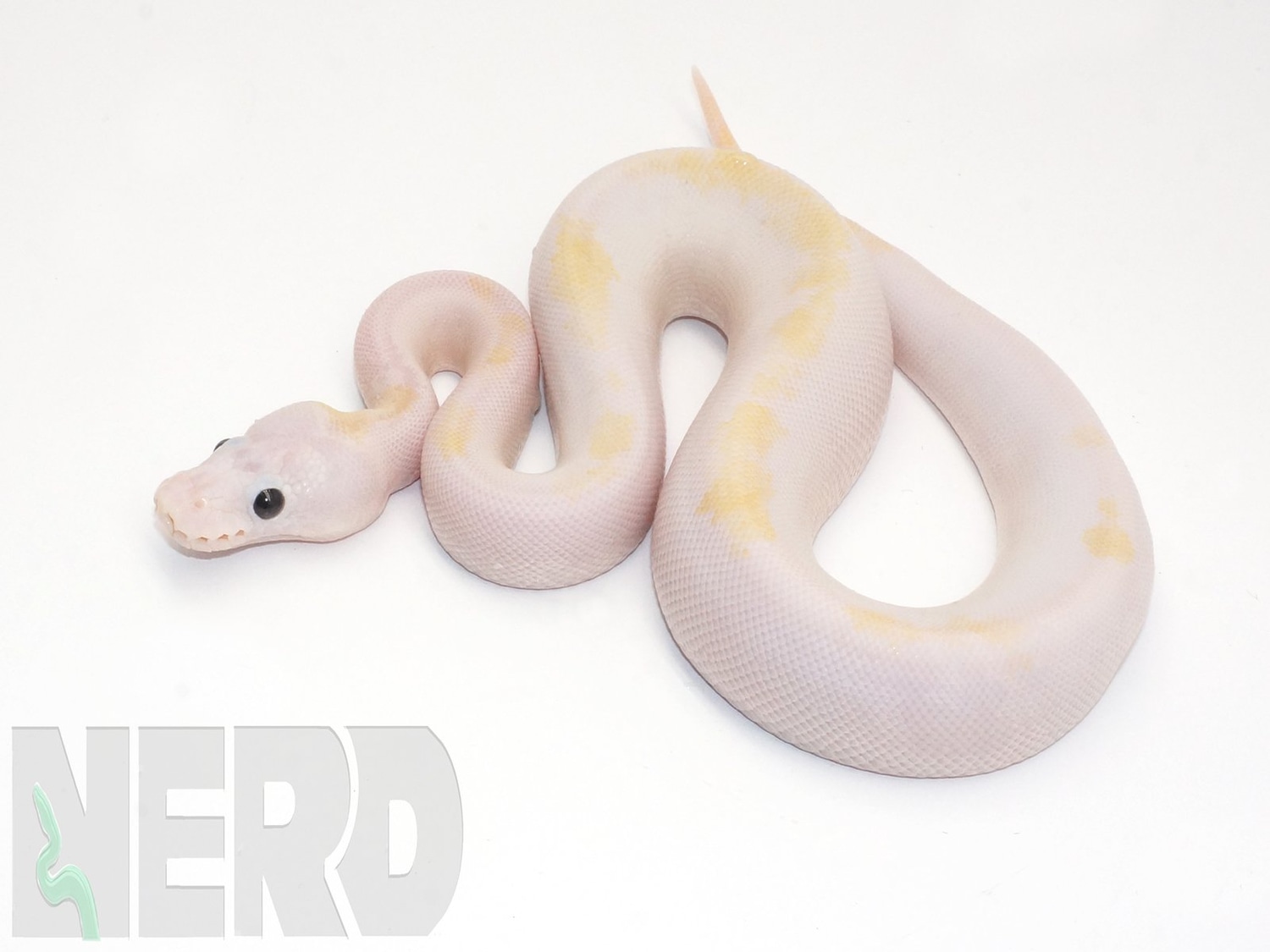 Black Eyed Leucistic #3 (Super Fire) Ball Python by New England Reptile ...