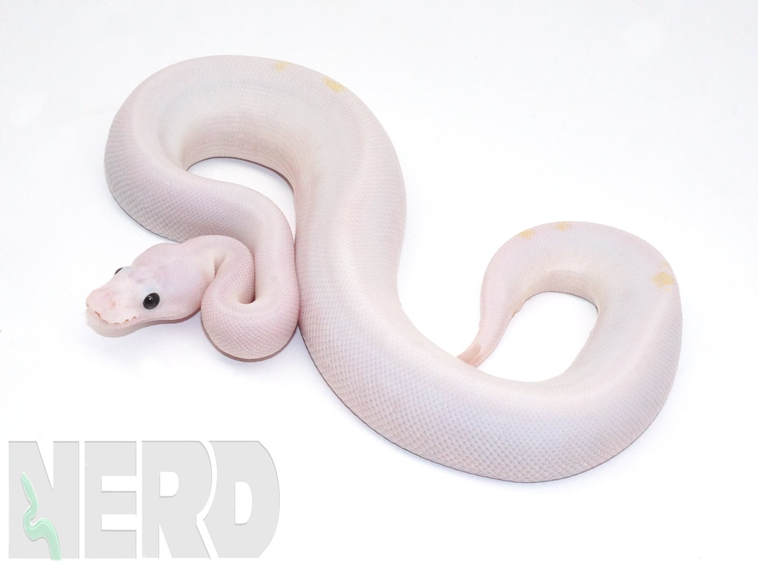 Black Eyed Leucistic #1 (Super Fire) Ball Python by New England Reptile ...