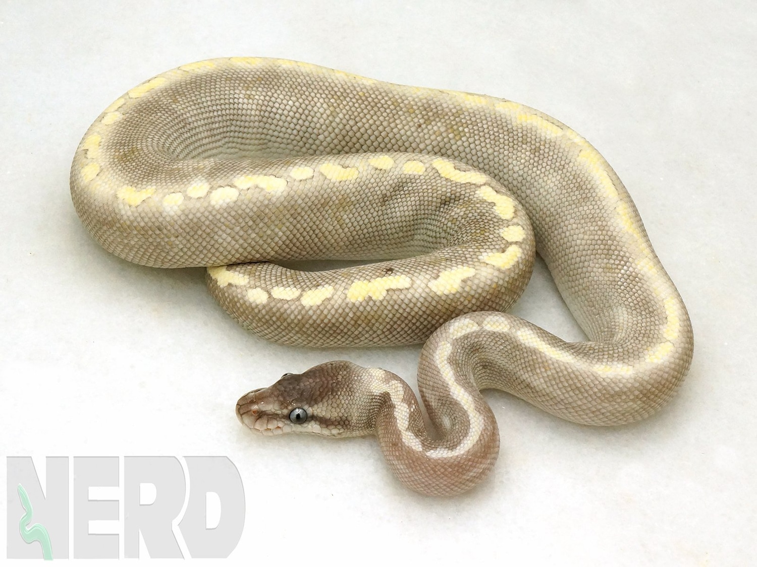 Super GHI Mystic Potion Ball Python by New England Reptile Distributors ...