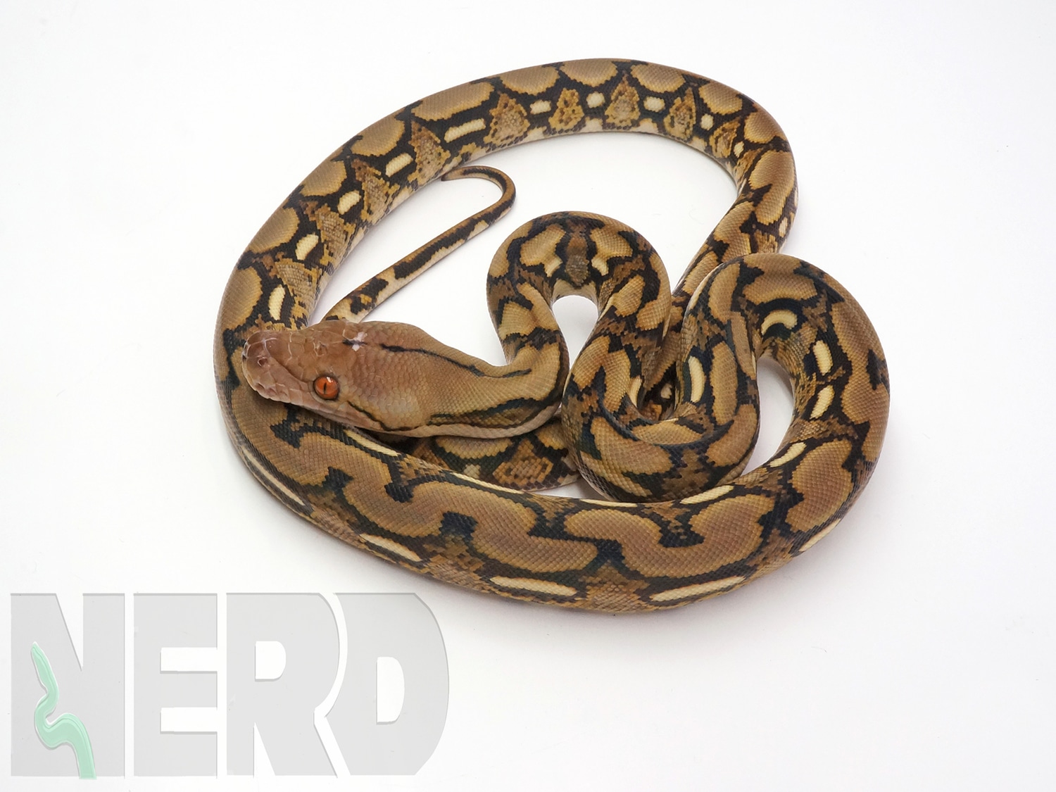 Tiger 100% Het Renick Ghost Reticulated Python by New England Reptile ...