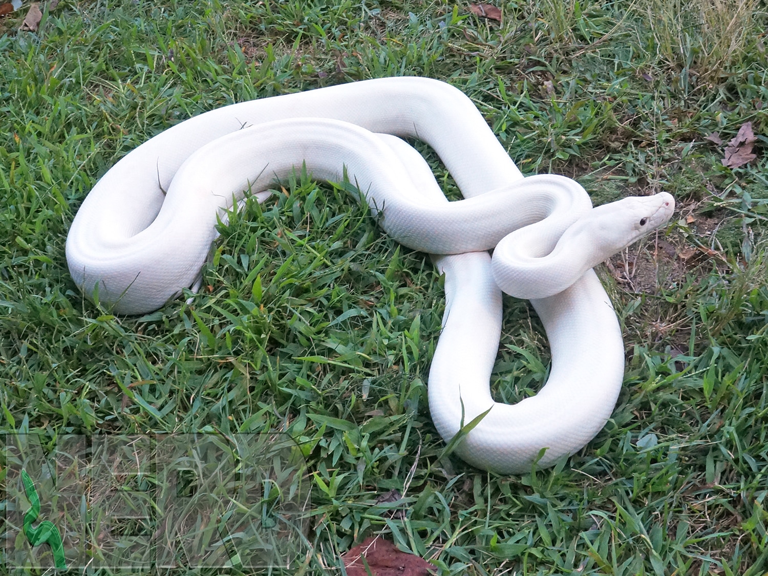 Super Phantom Reticulated Python by New England Reptile Distributors ...