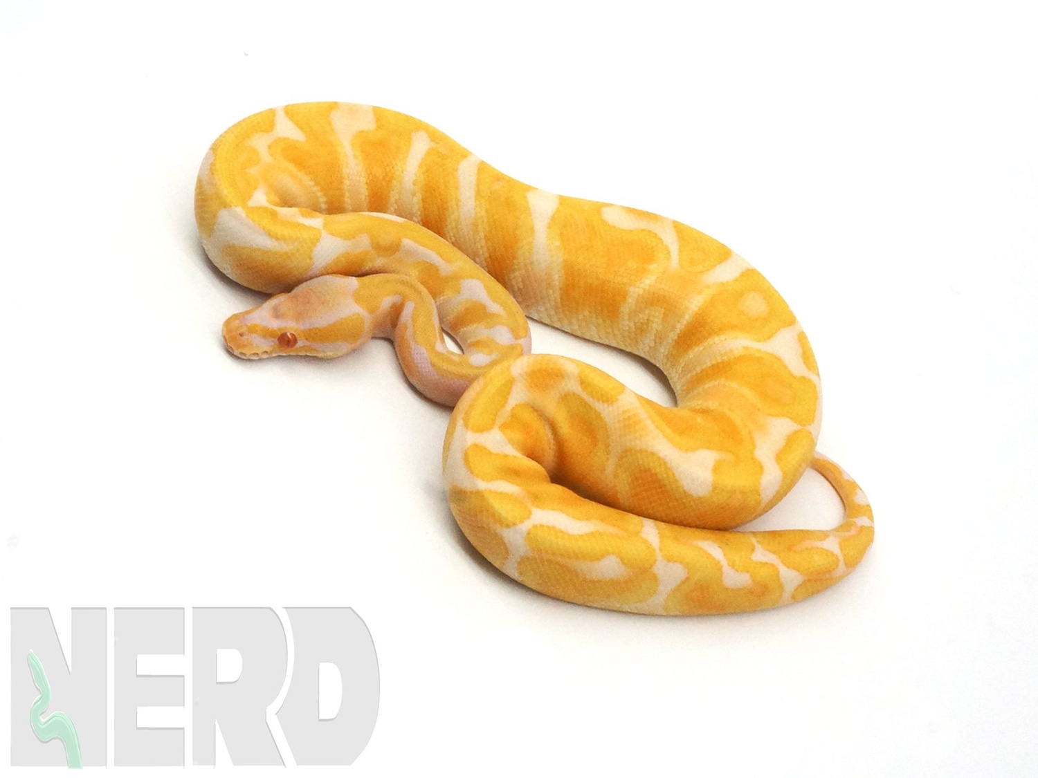 Albino Enchi GHI Ball Python by New England Reptile Distributors ...