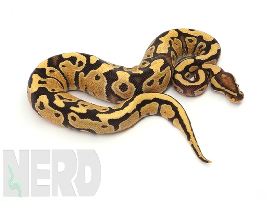Lucifer Yellowbelly Fader Plus Ball Python by NERD