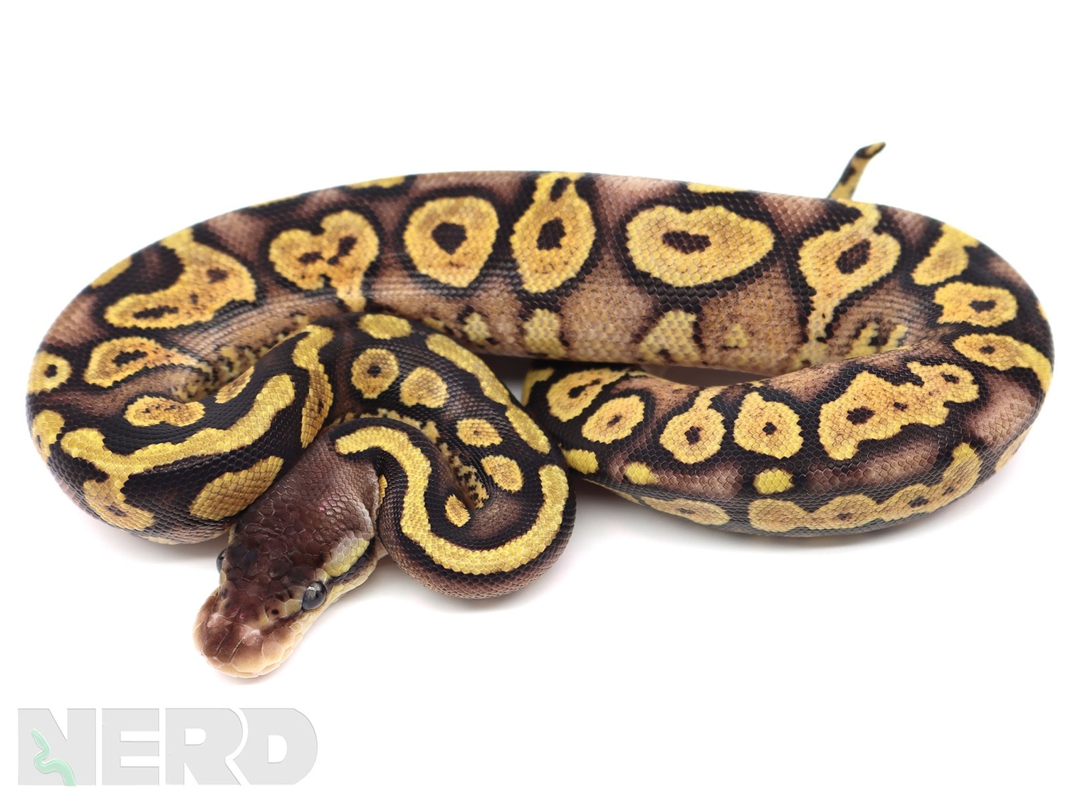 Pastel Mahogany Yellowbelly Fader + Ball Python by New England Reptile ...