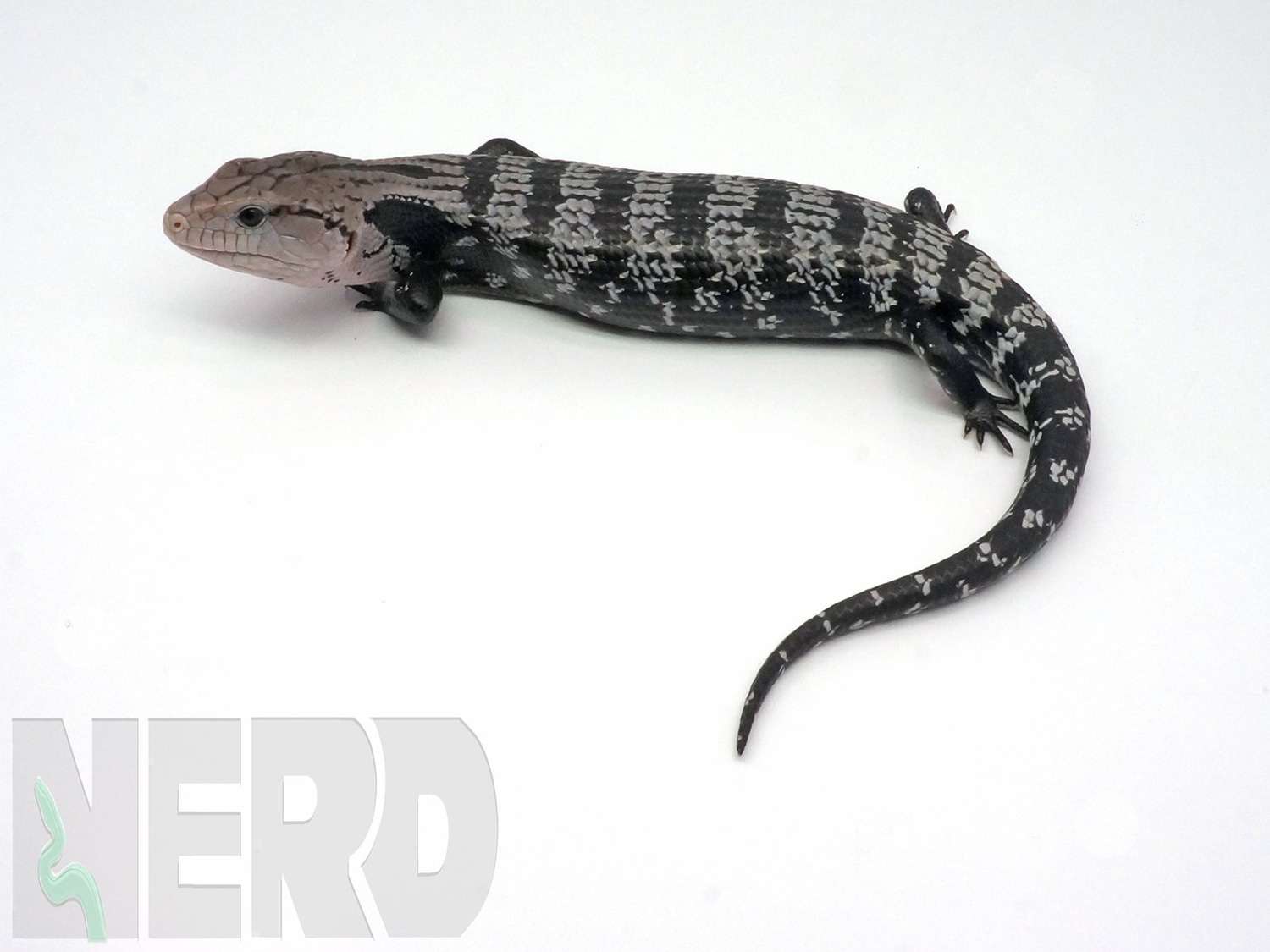 Long Term Captive Unsexed Sub-Adult Axanthic Halmahera Blue Tongue ...