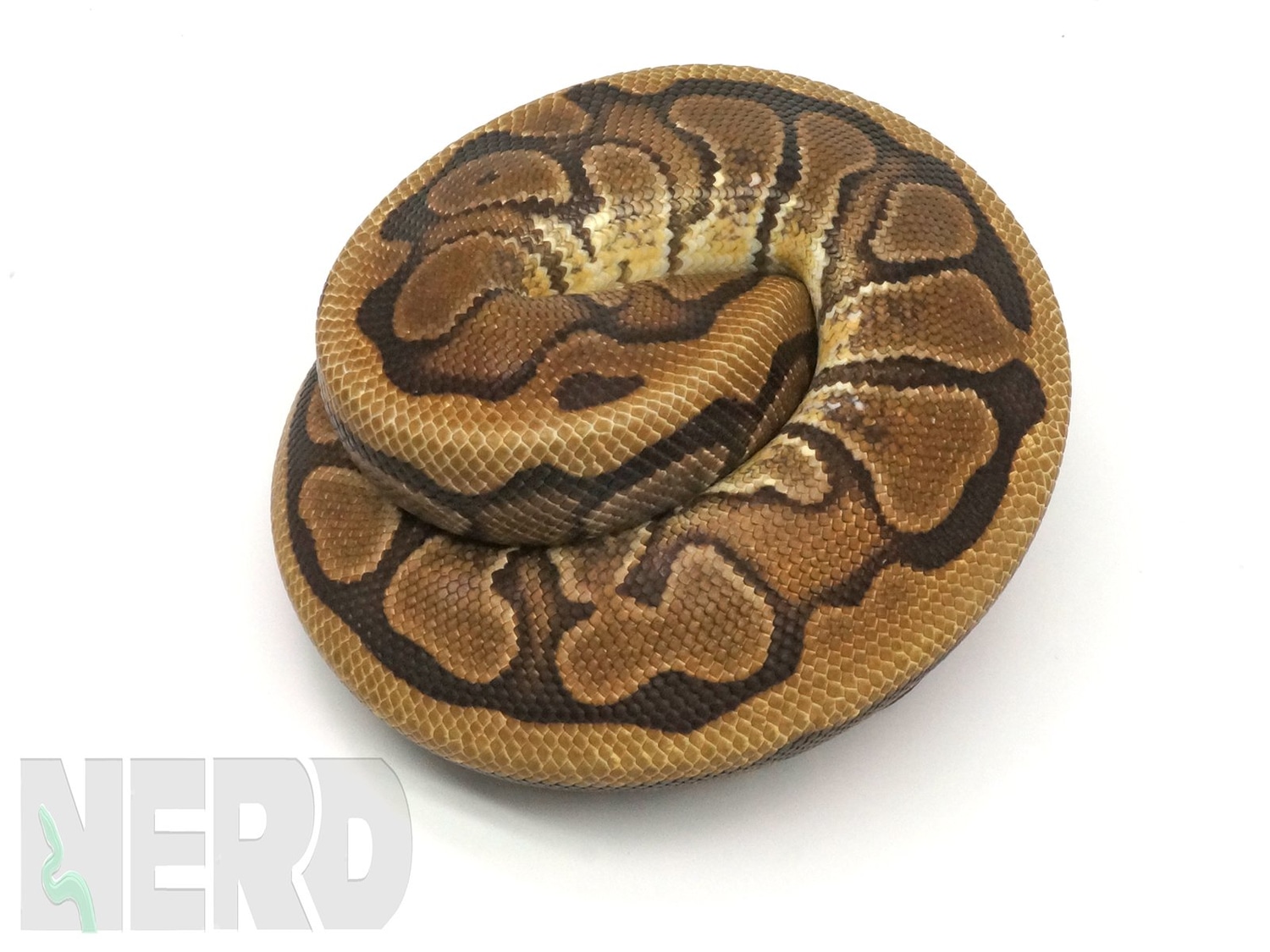 Proven Breeder Hidden Gene Woma Yellowbelly Red Stripe Ball Python by ...