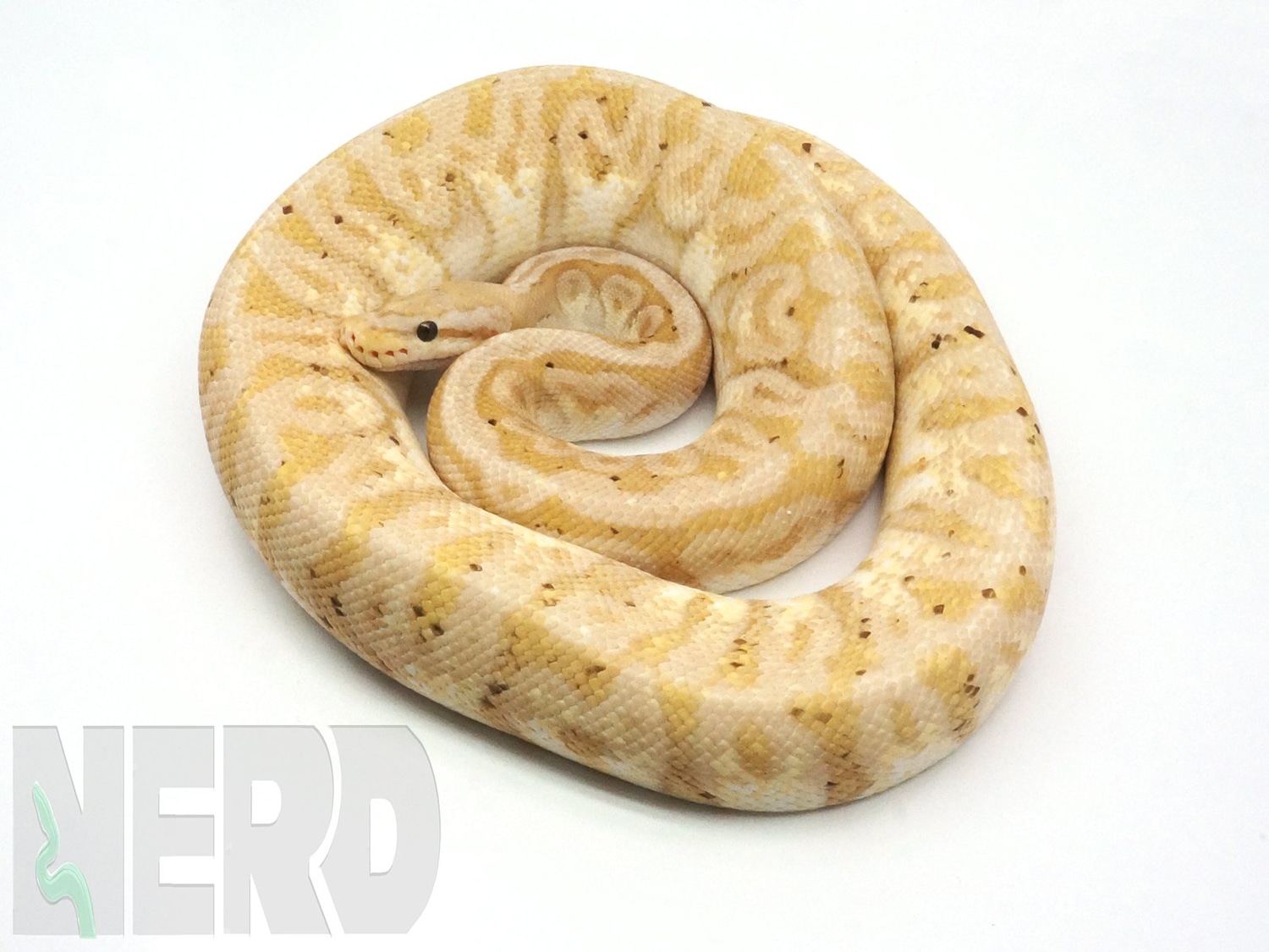 Proven Breeder Coral Glow Inferno Ball Python by New England Reptile ...