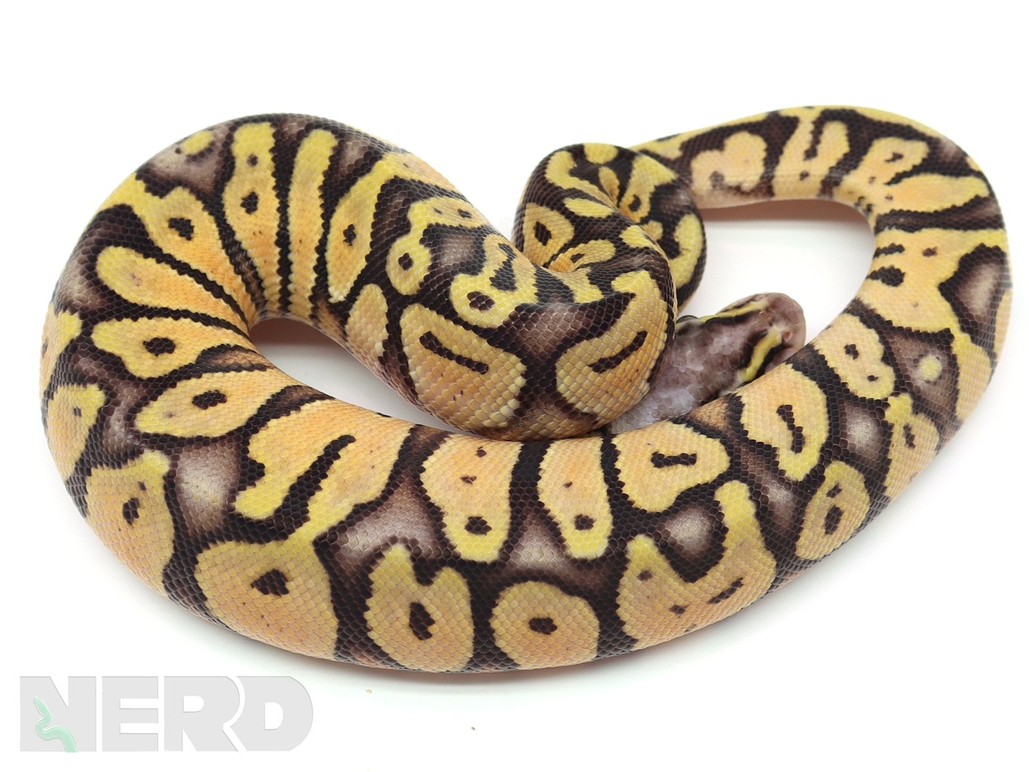 Super Pastel Possible Double Het Desert Ghost Hypo Ball Python by New ...
