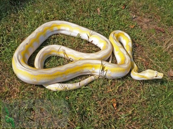 Lavender Albino Motley Platinum Reticulated Python by New England ...