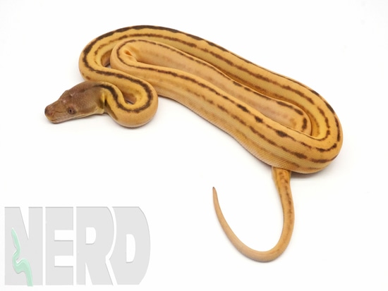 Super Tiger Phantom Sunfire Reticulated Python by NERD