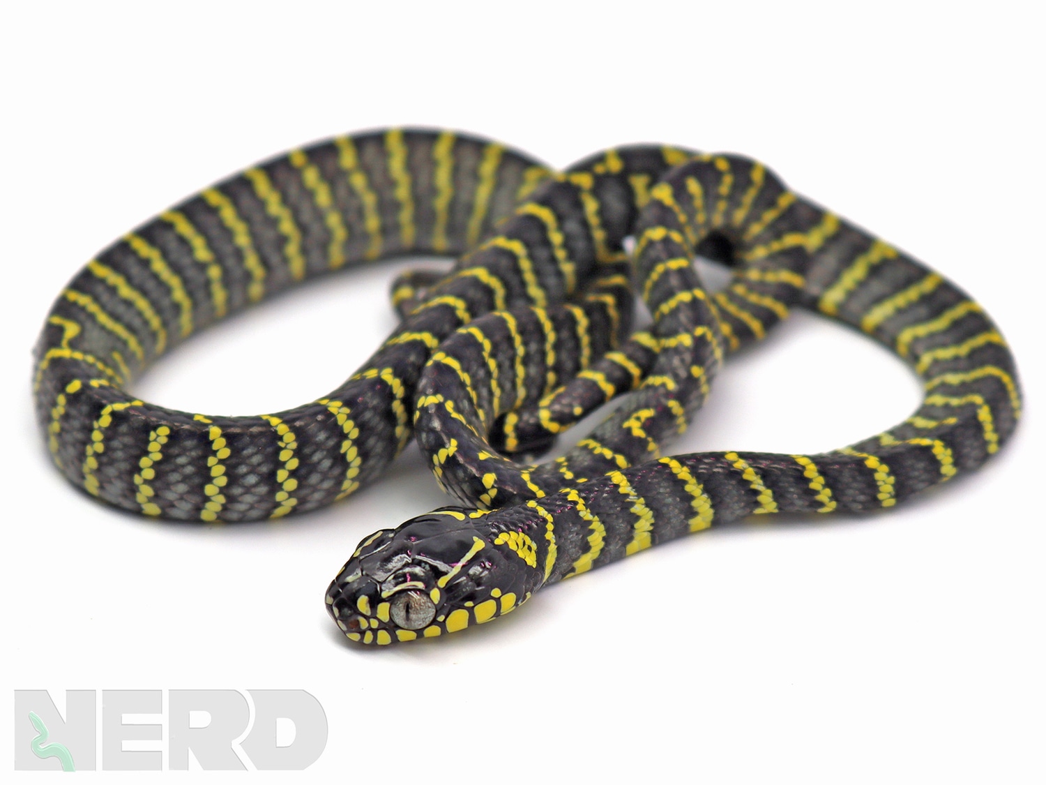 2020 CBB Male Boiga Divergens (Blue Luzon Mangrove Snake) More Colubrid ...