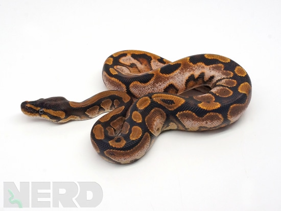 Calico Yellowbelly Ball Python by New England Reptile Distributors